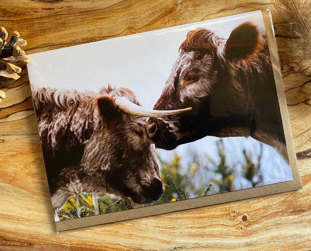 Longhorn Cow 'love and Kisses' Greeting Card - Etsy