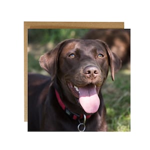 Chocolate Labrador Greeting Card / Labrador Card /chocolate Lab Card ...