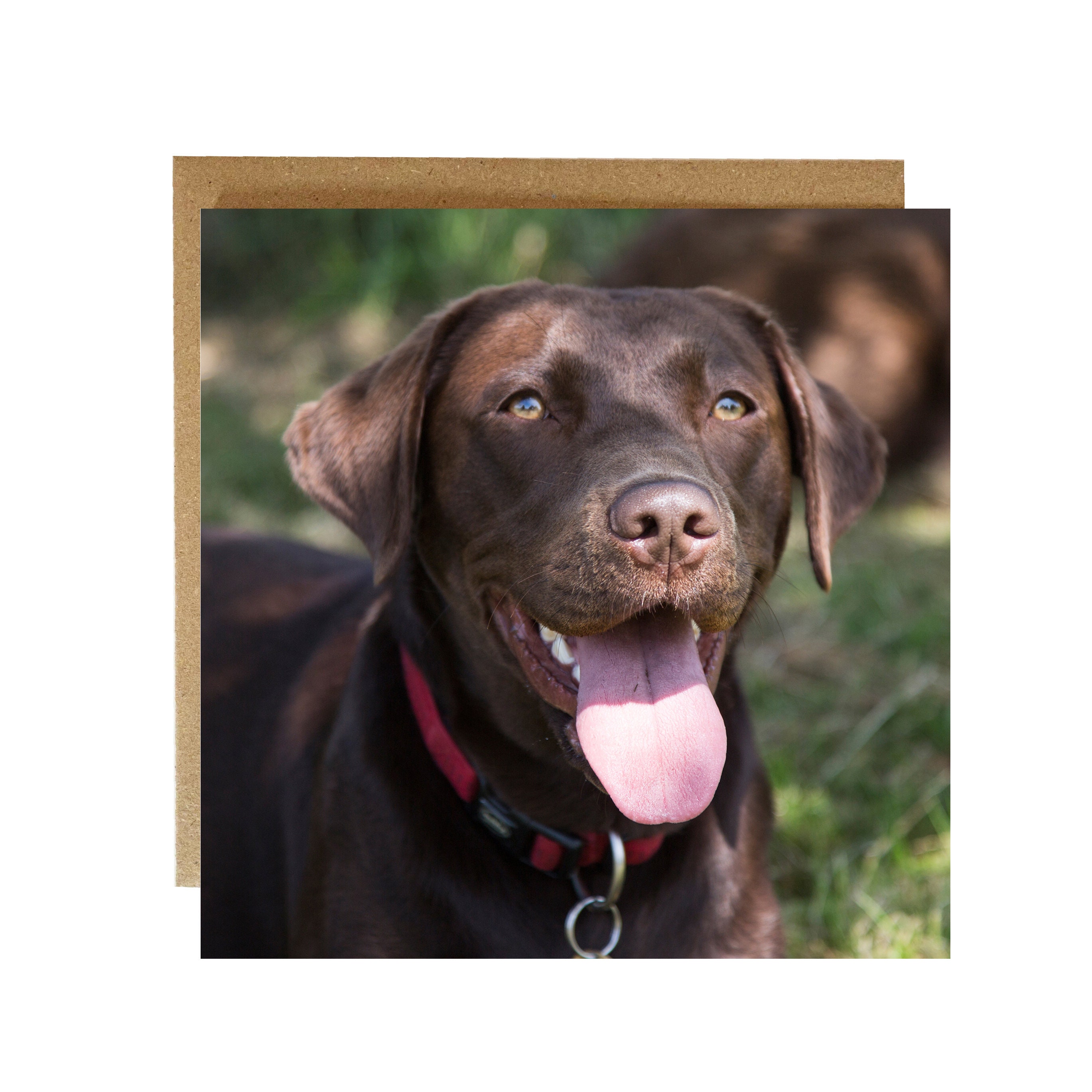 Chocolate Labrador Greeting Card / Labrador Card /chocolate - Etsy UK