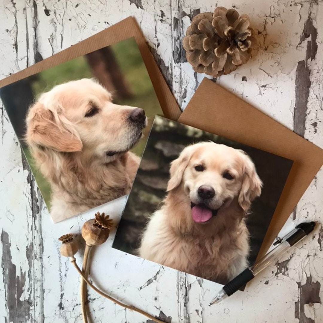 Golden Retriever Greeting Card Pack of 4 Cards Retriever Greeting Card ...