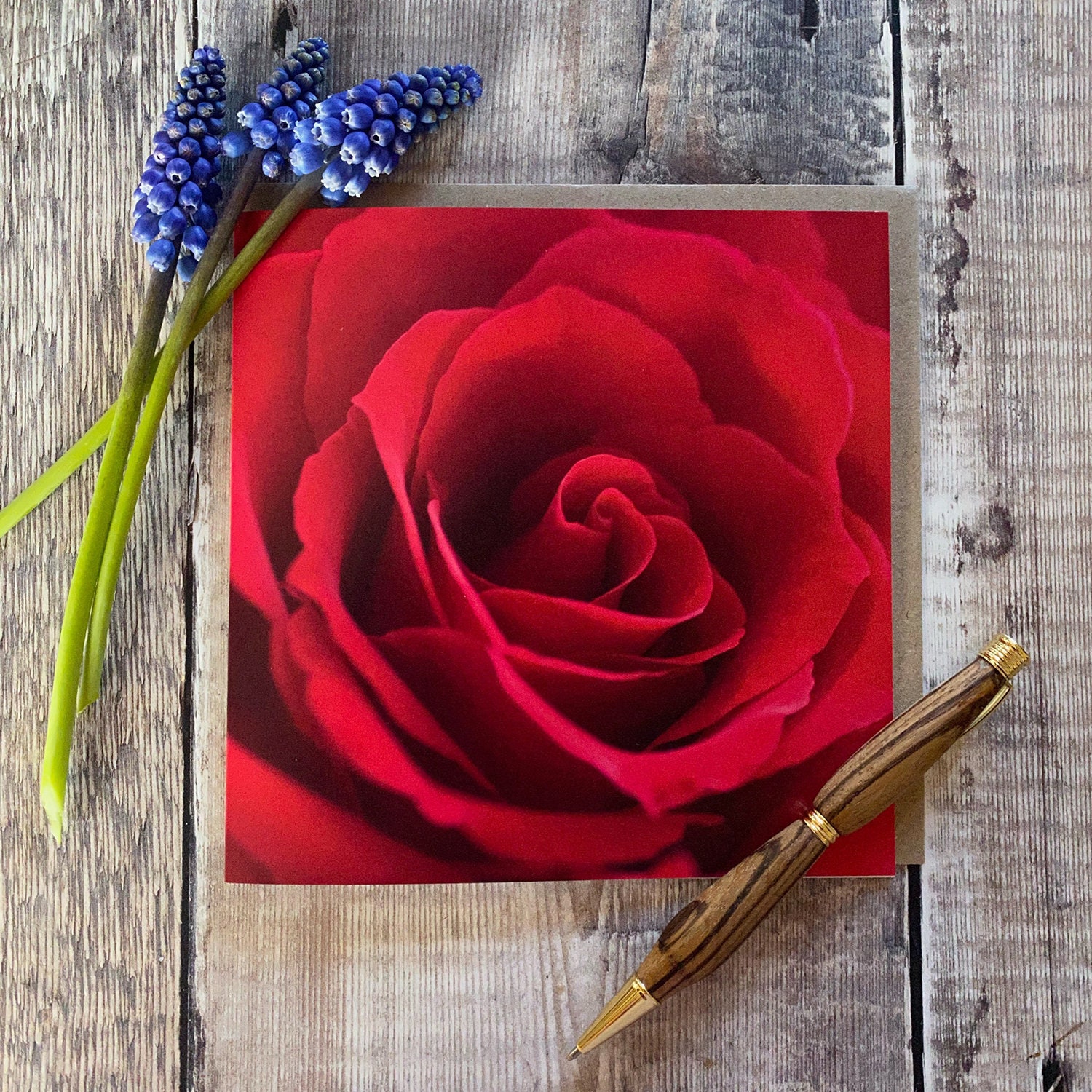 Red Rose Card Close up of Single Red Rose on Greeting Card Love Card ...
