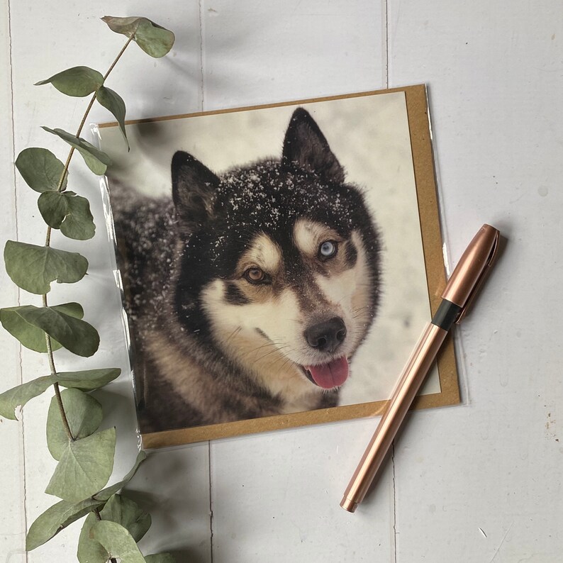 Husky Card Husky in Snow Greeting Cards Husky Portrait - Etsy UK