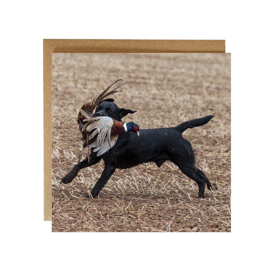Black Labrador at pheasant shoot black Labrador card - Etsy Österreich