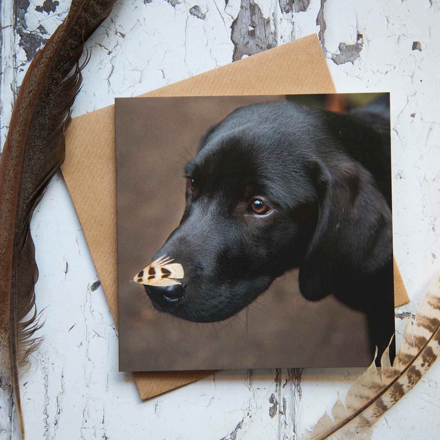 Black Labrador Greeting Card Puppy Black Lab With Feather on - Etsy UK