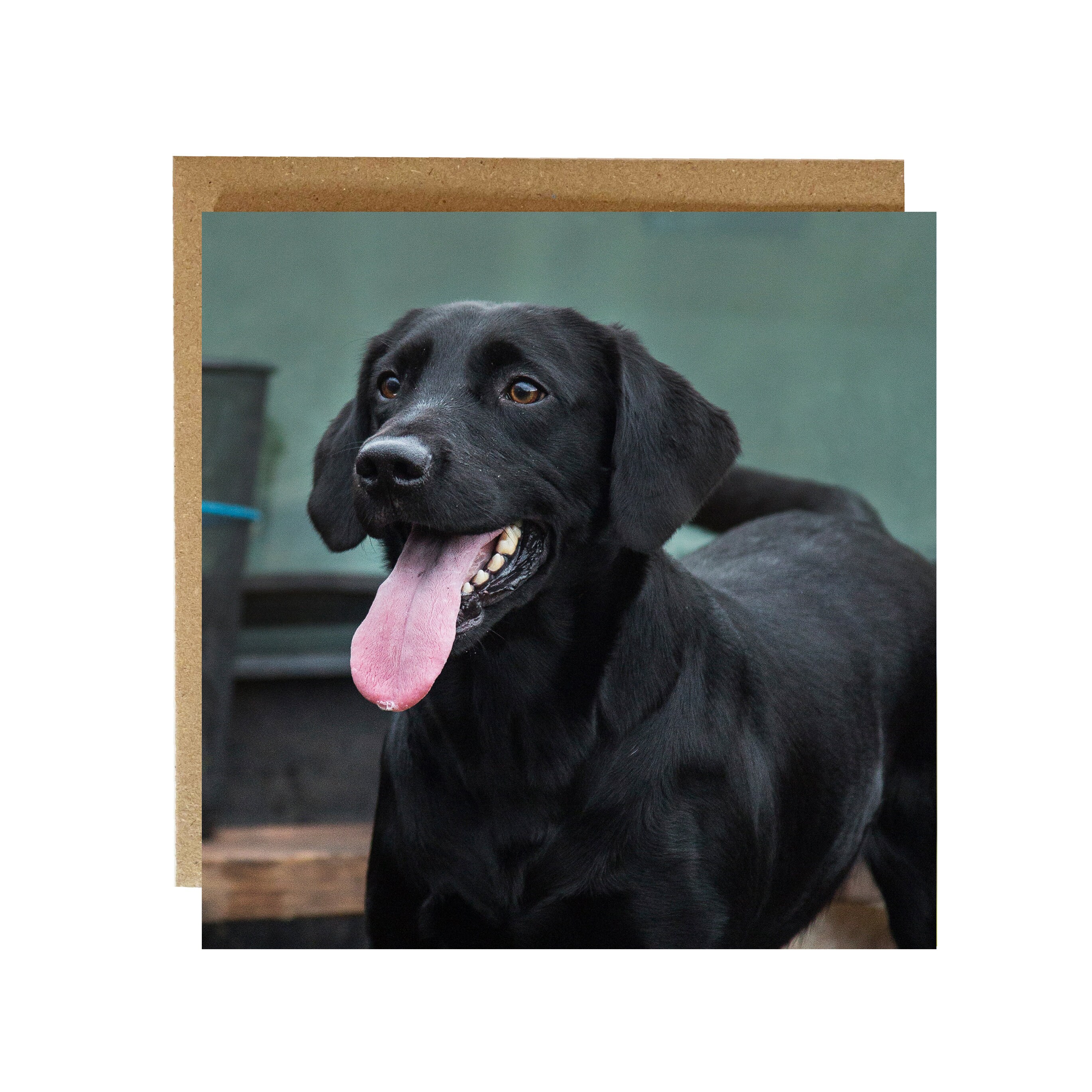 Labrador Greeting Card Black Labrador Birthday Card - Etsy