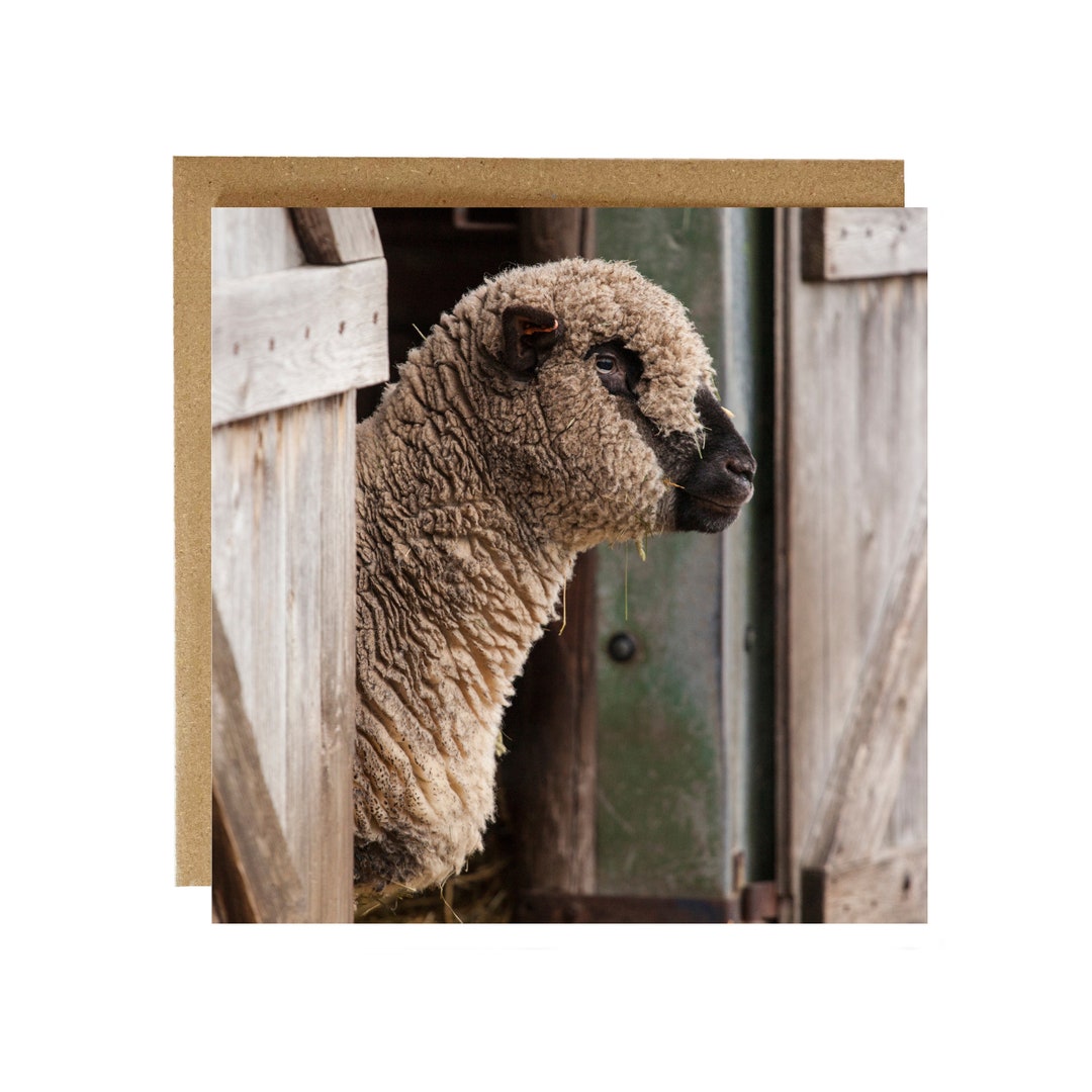 Sheep Barn Door Greeting Card: Countryside Farm Animal - Etsy
