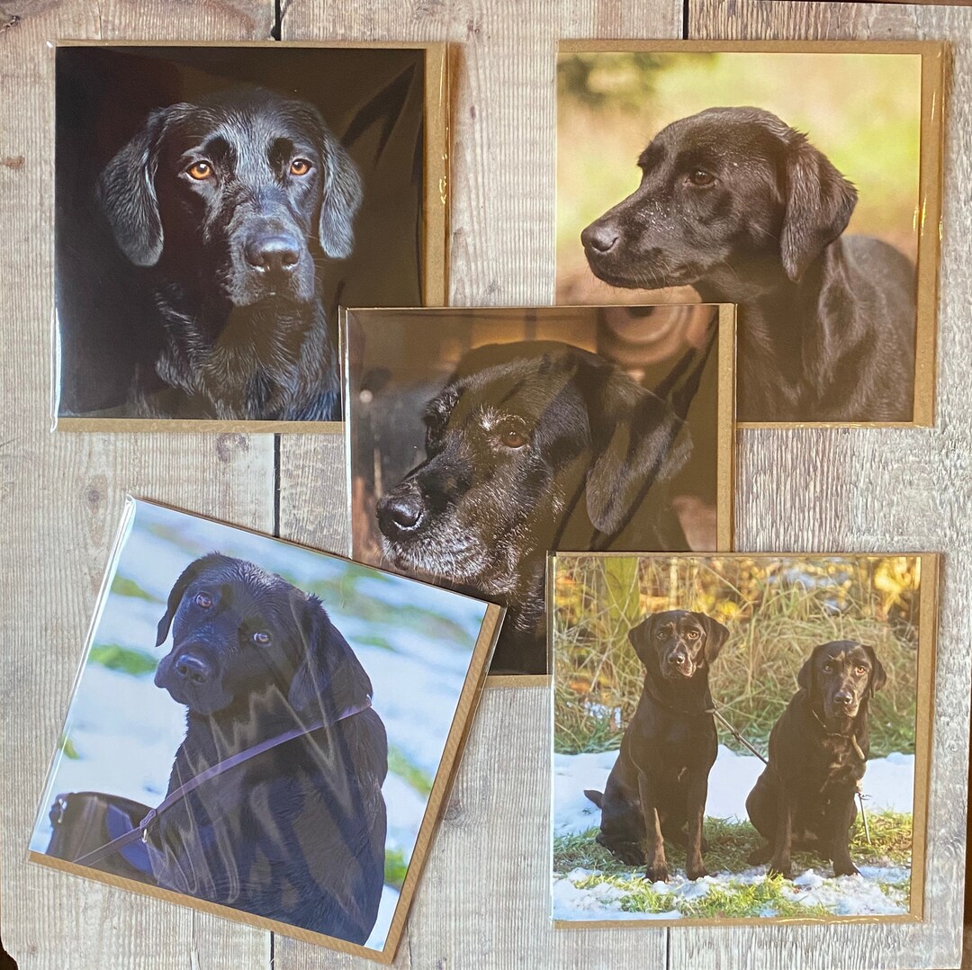 Black Labrador Greeting Cards - Dog Lover Gift (pack of 10) - Etsy