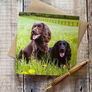 Spaniel Greeting Card, Blank Card - Spaniel Birthday Card - Spaniels ...