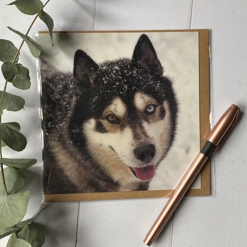 Husky Card Husky in Snow Greeting Cards Husky Portrait - Etsy UK