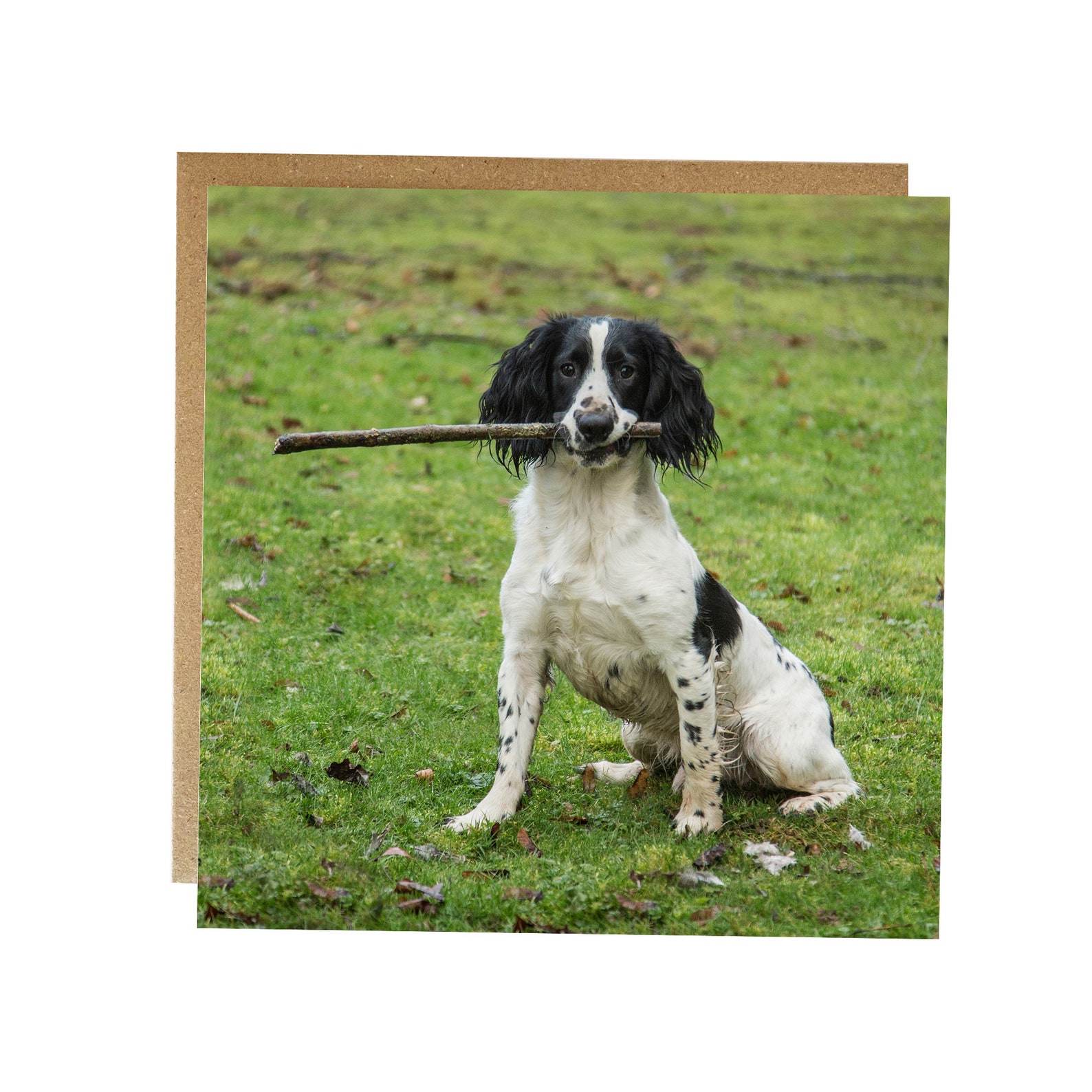 Black and White Spaniel Greeting Card Spaniel Greeting Card - Etsy UK