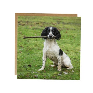 Black and White Spaniel Greeting Card - Spaniel Greeting Card - Working ...