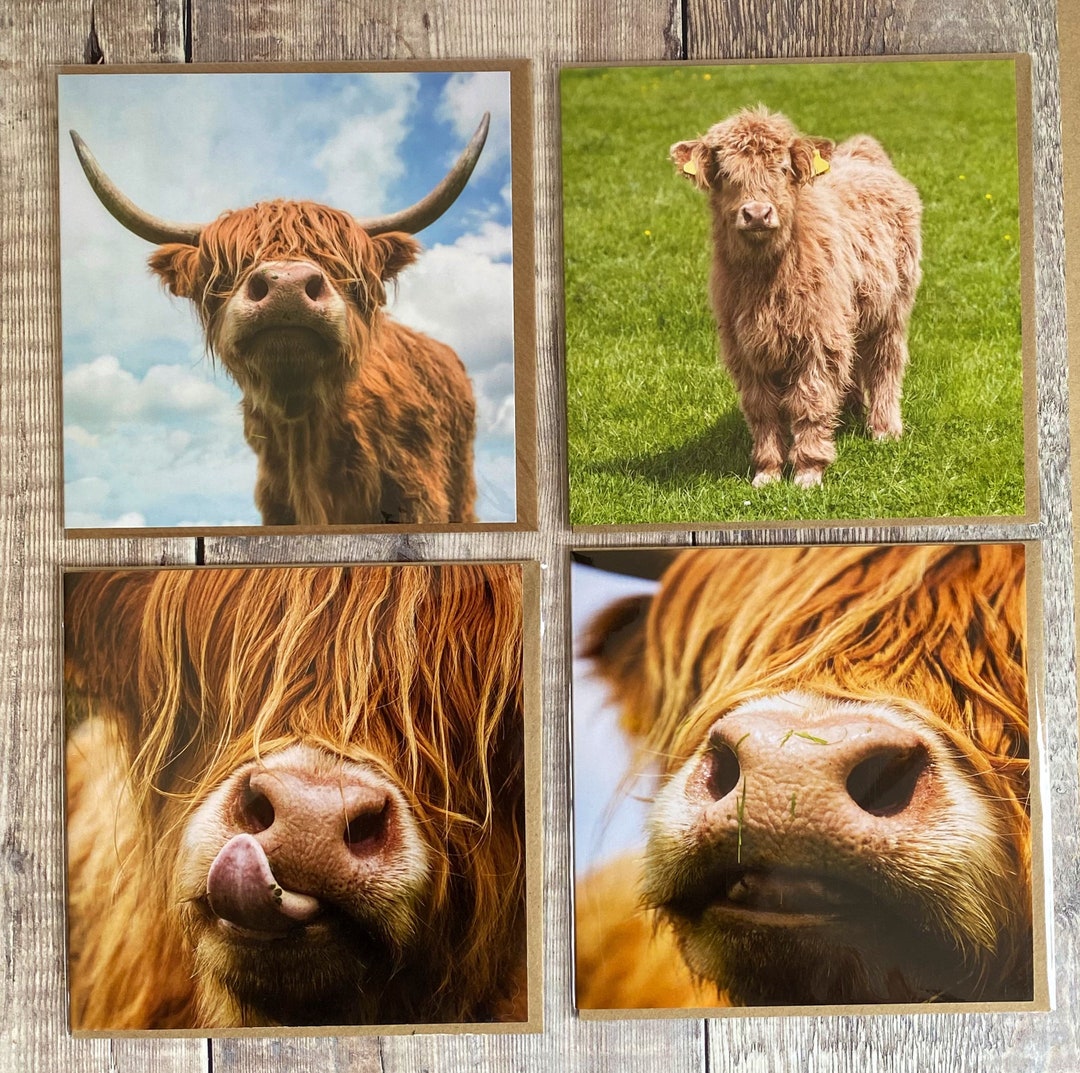 Highland Cow Greeting Cards- Pack of 4 Highland Cow Greeting Cards ...