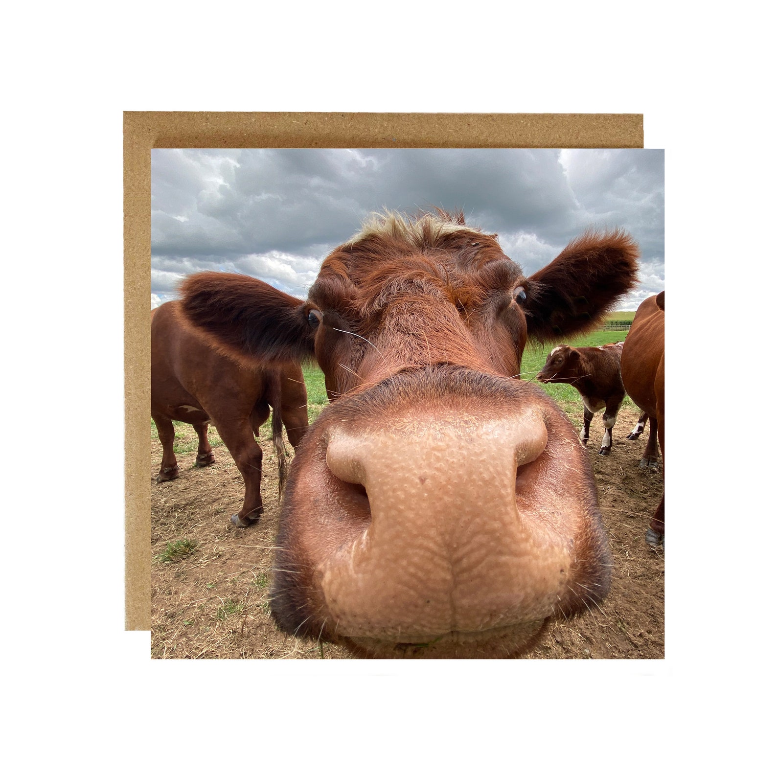 Cow Greeting Card Funny Cow Close up Card Cow Birthday Card - Etsy UK