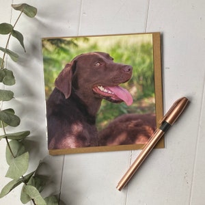 Chocolate Labrador Card - Labrador Card - Chocolate Labrador Greeting ...