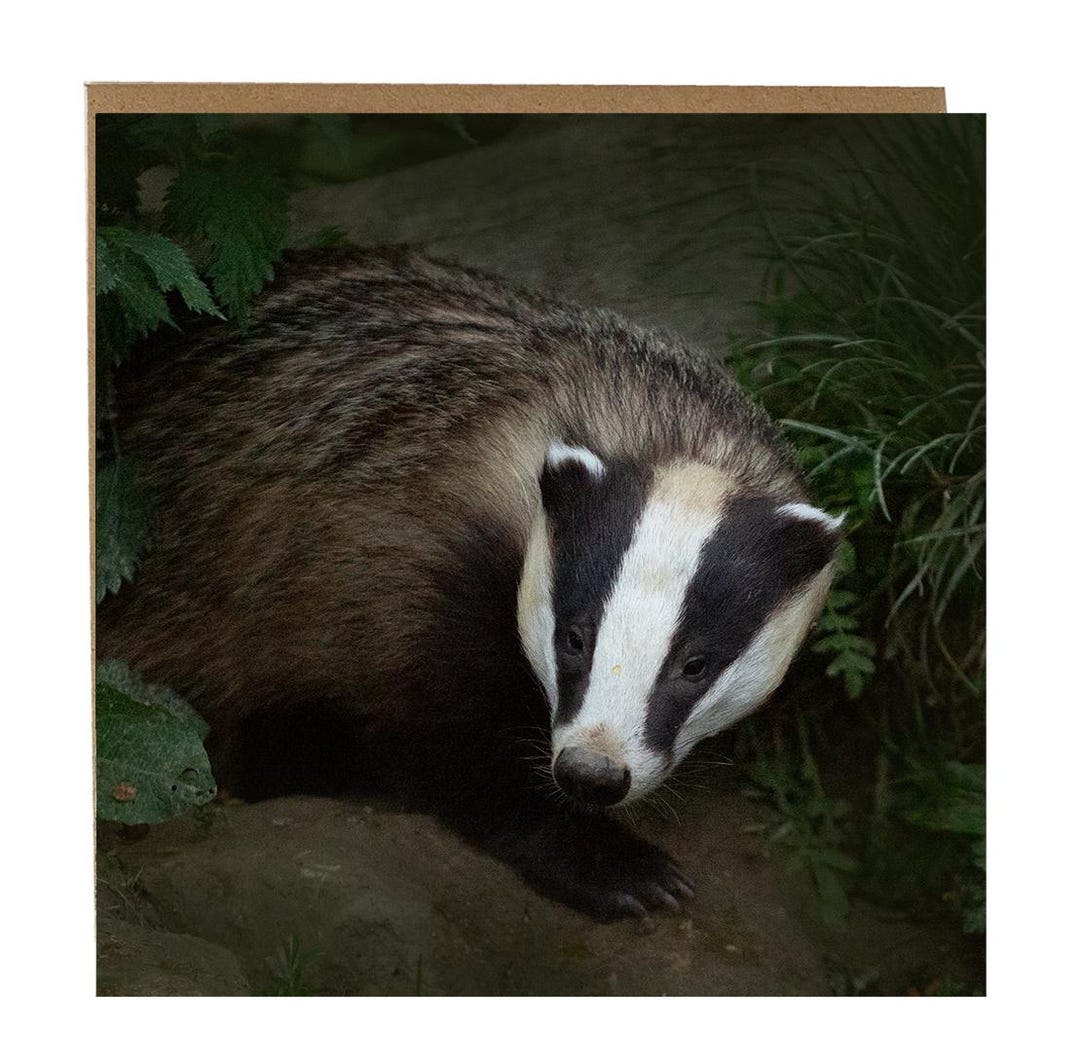 Badger Greeting Card - Greeting Card With Cute Badger - Wildlife Card ...
