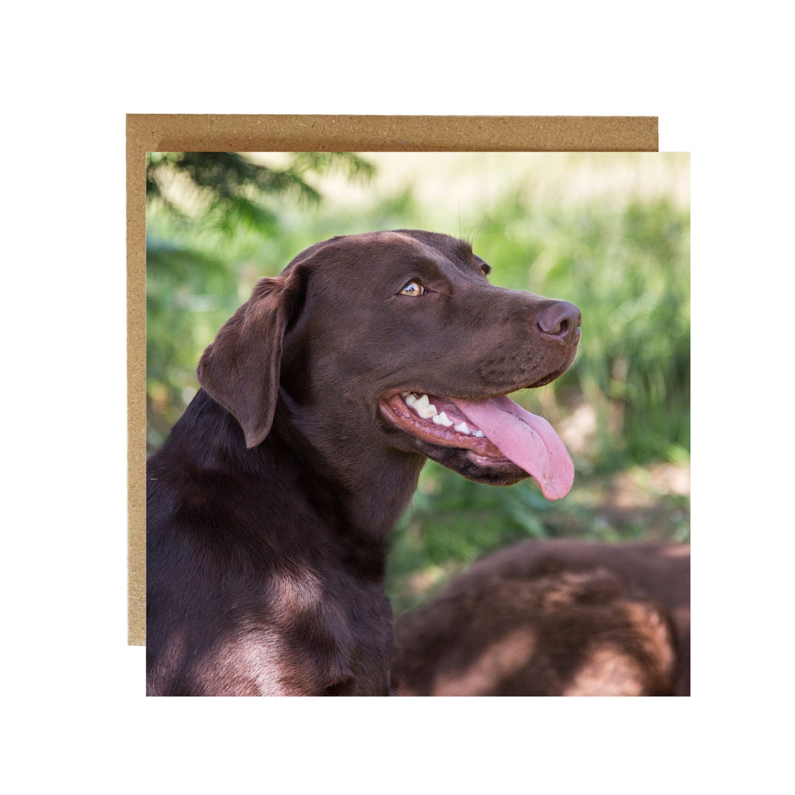 Chocolate Labrador Card Labrador Card Chocolate Labrador - Etsy UK