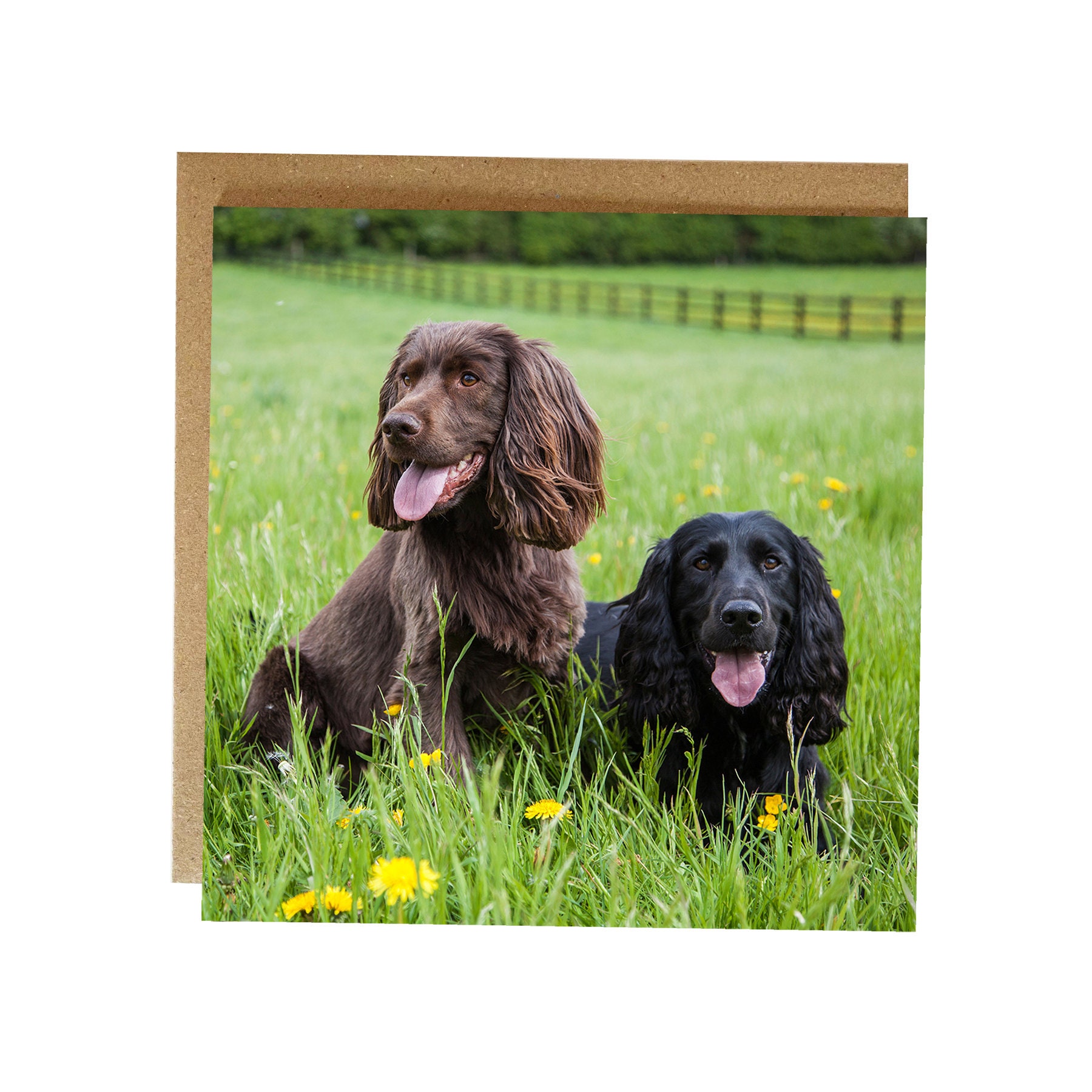 Spaniel Greeting Card Blank Card Spaniel Birthday Card - Etsy