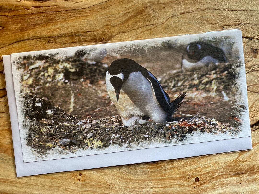 Penguin and Chick Greeting Card: Antarctica Wildlife Photo - Etsy