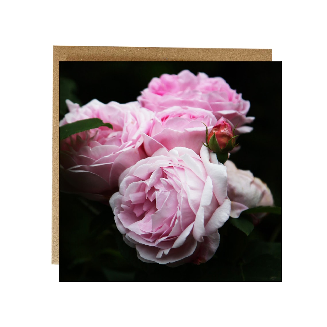 Rose Greeting Card Flower Card Pink Rose Greeting Card - Etsy UK