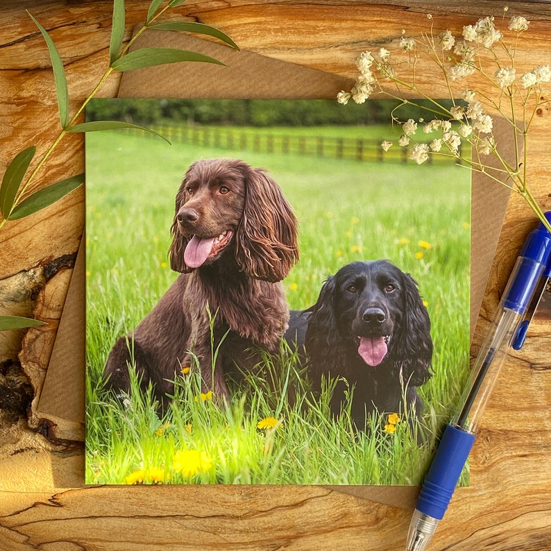 Spaniel Greeting Card Blank Card Spaniel Birthday Card - Etsy