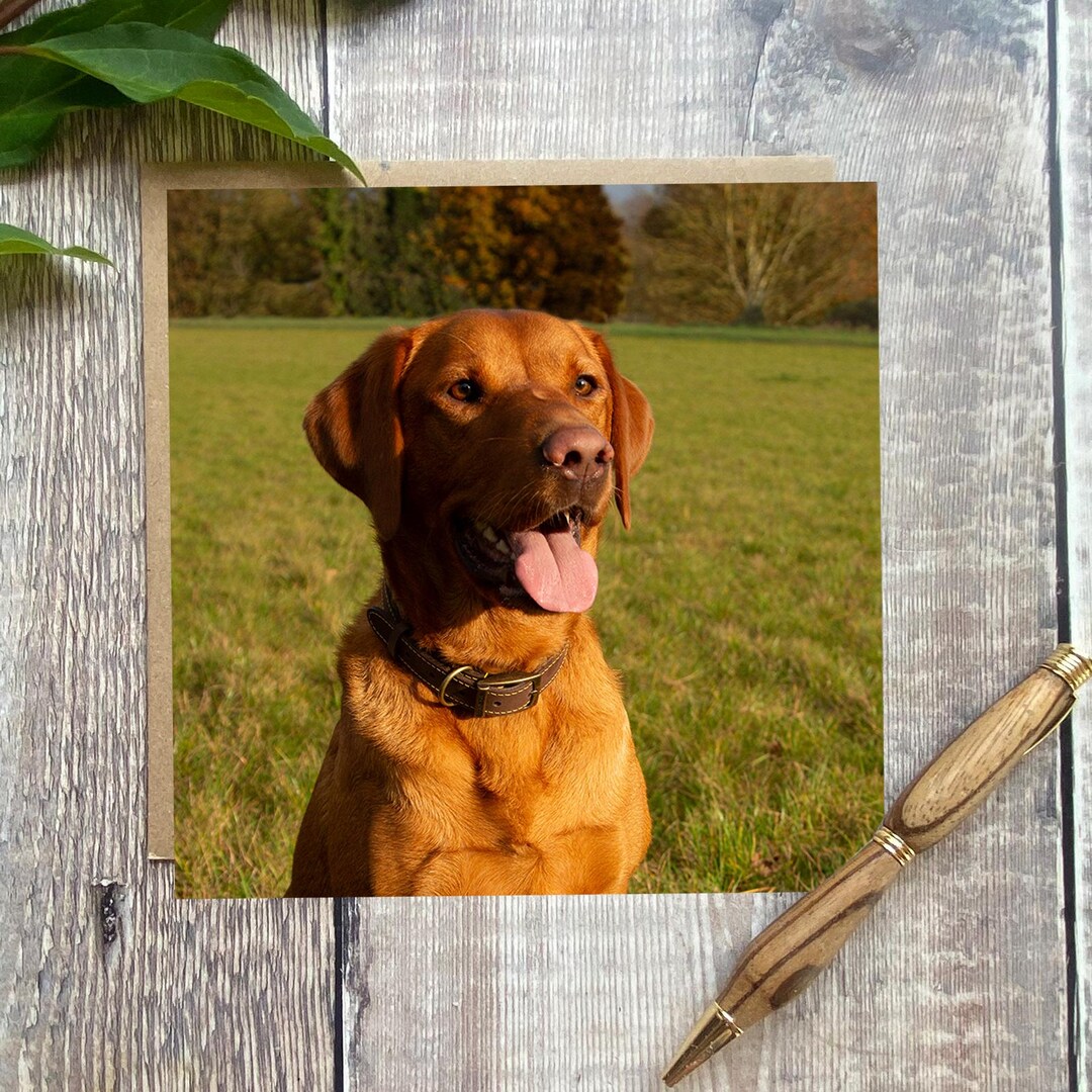 Red Fox Labrador Greeting Card - Ruby Labrador Greeting Card - Labrador ...