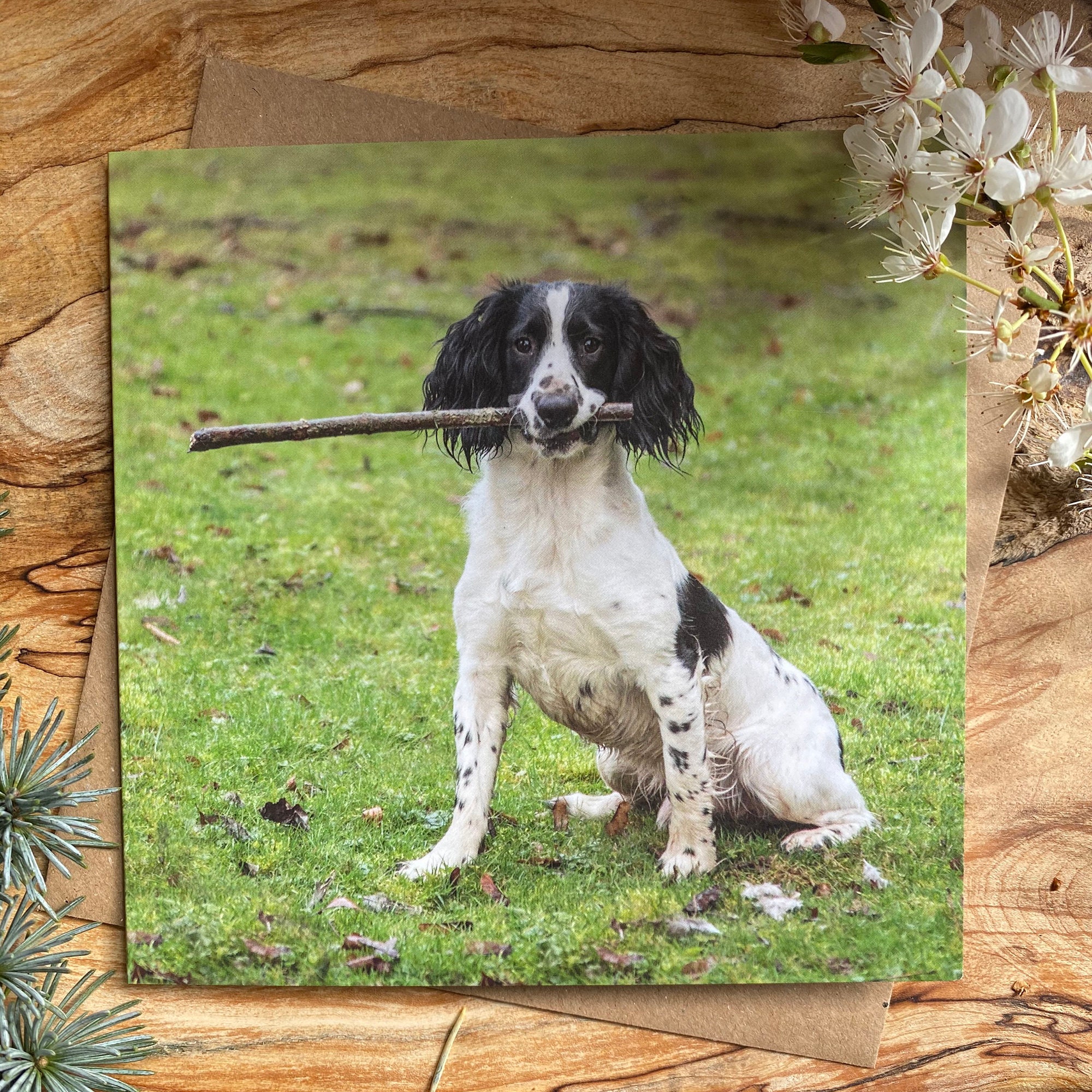 Black and White Spaniel Greeting Card Spaniel Greeting Card - Etsy UK