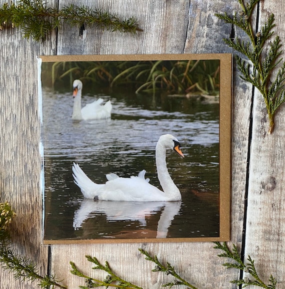Swan greeting card swans on a lake card for all occasions | Etsy