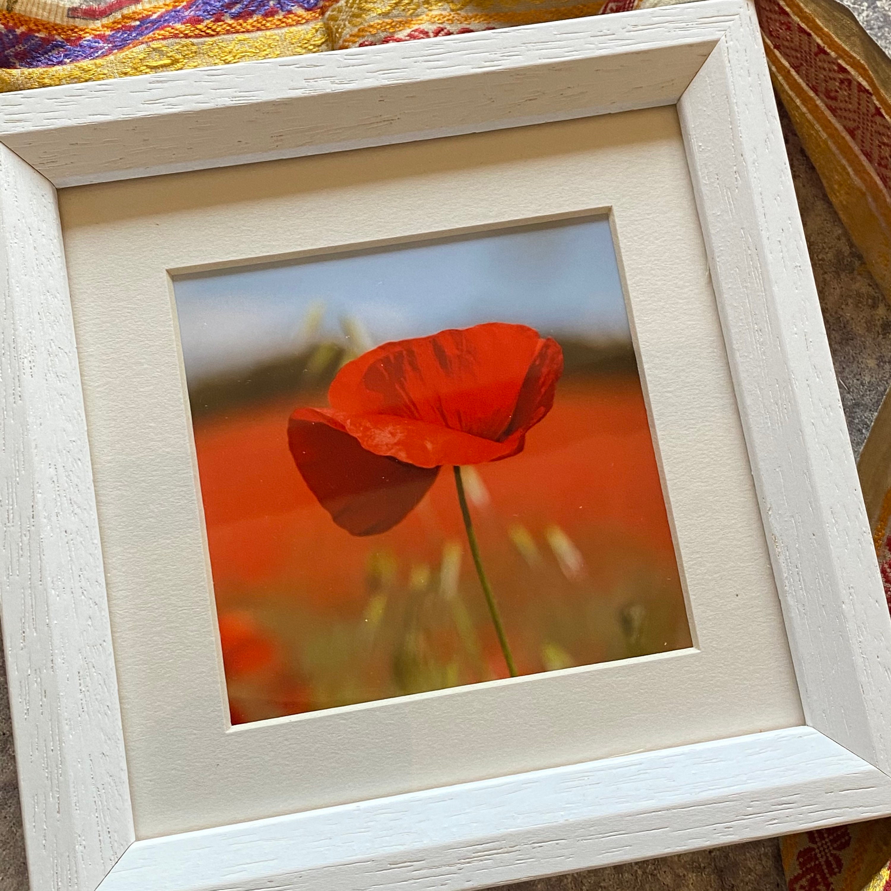 Poppy Photo Print in White Frame Poppy Wall Art Poppy - Etsy