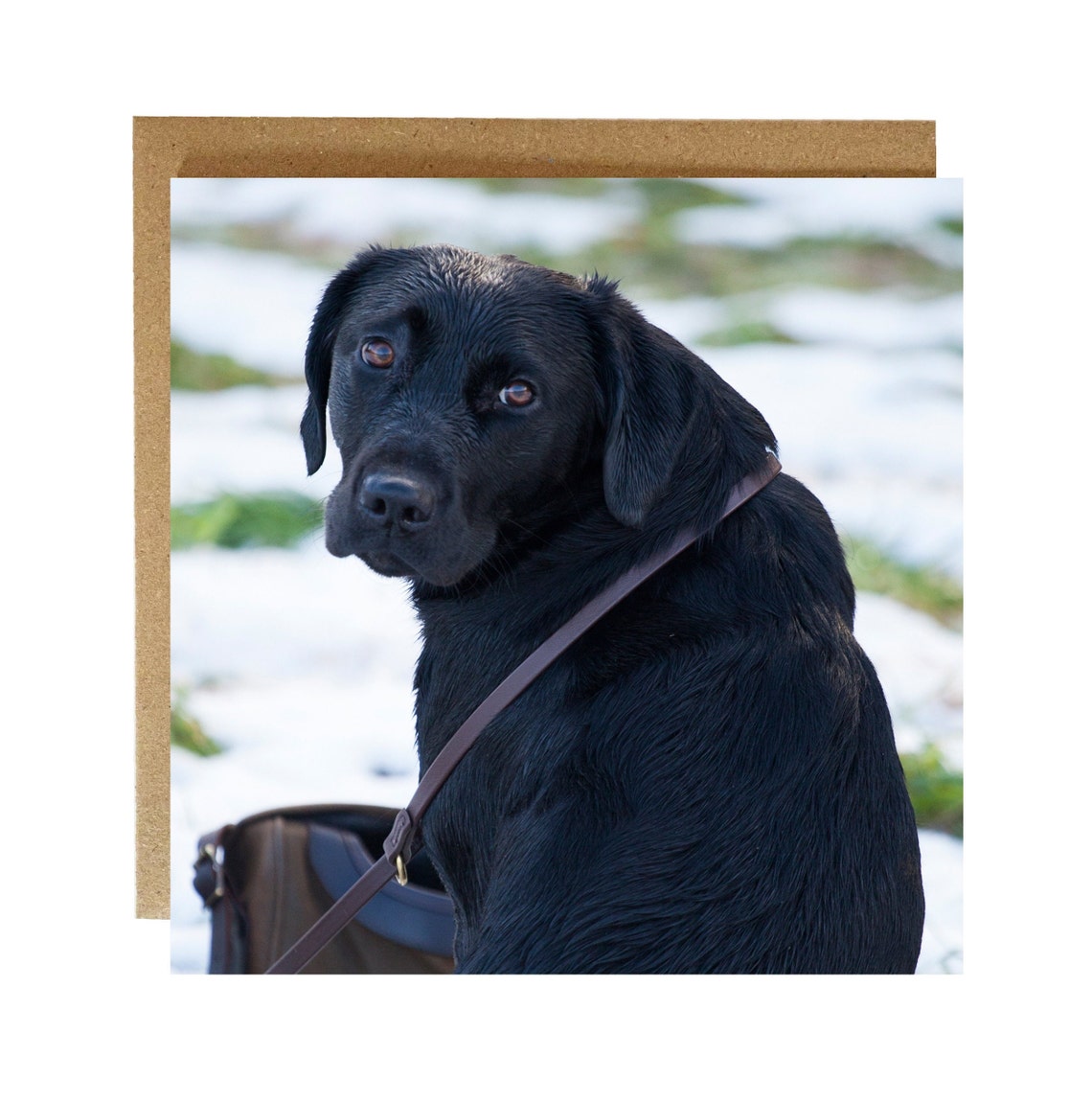 Black Labrador Greeting Card Black Labrador in the Snow - Etsy