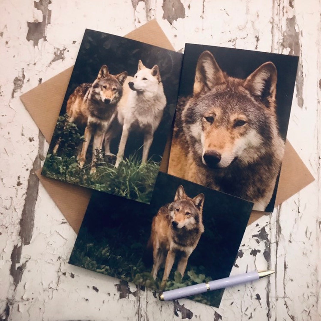 Wolf Greeting Cards - Set If 3 Wolf Greeting Cards Blank Inside. - Etsy