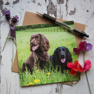 Spaniel Greeting Card, Blank Card Spaniel Birthday Card Spaniels ...