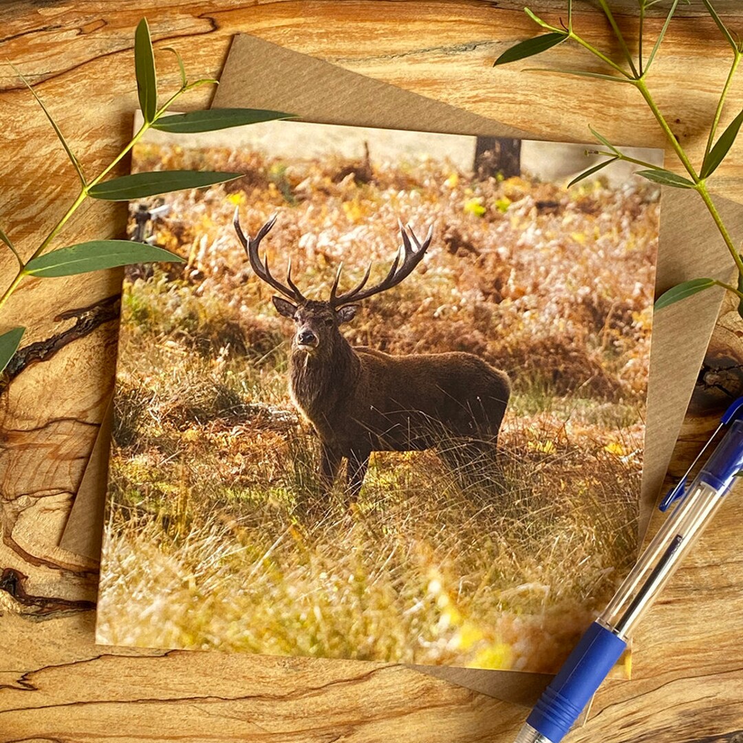 Stag Greeting Card - Greeting Card With Wild Stag - Stag Scene Greeting ...