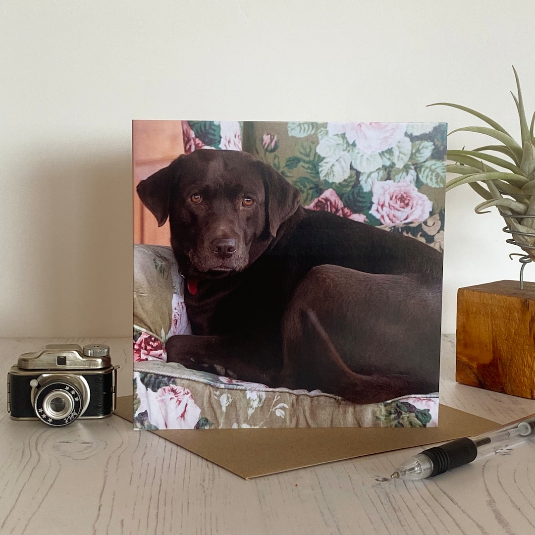 Chocolate Labrador Card Labrador Card Chocolate Labrador Greeting Card ...