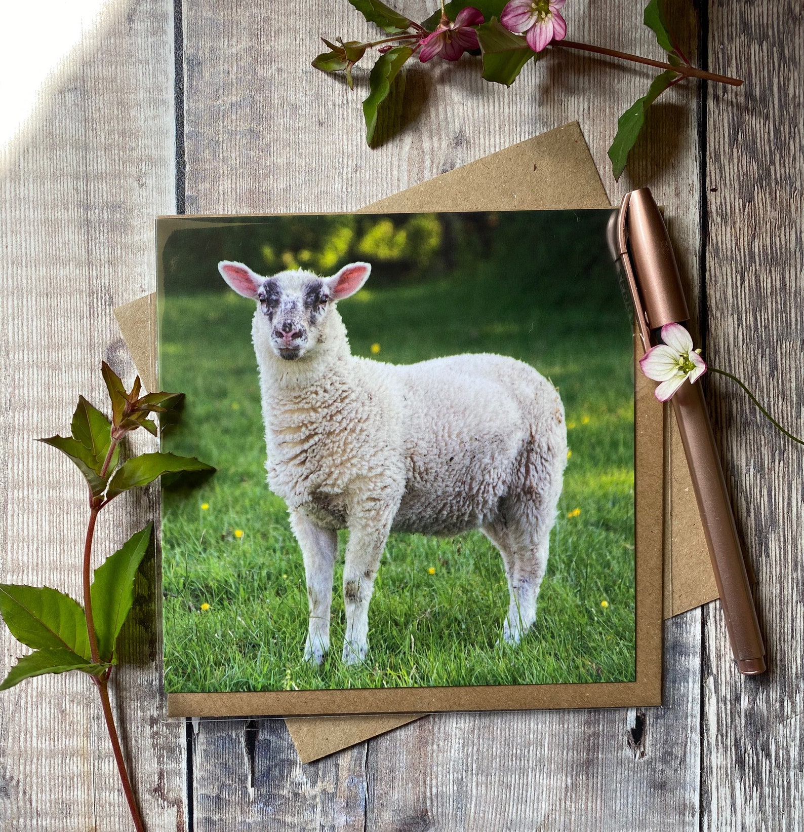 Lamb Greeting Card Little Lamb on a Greeting Card Farm Animal Greeting ...