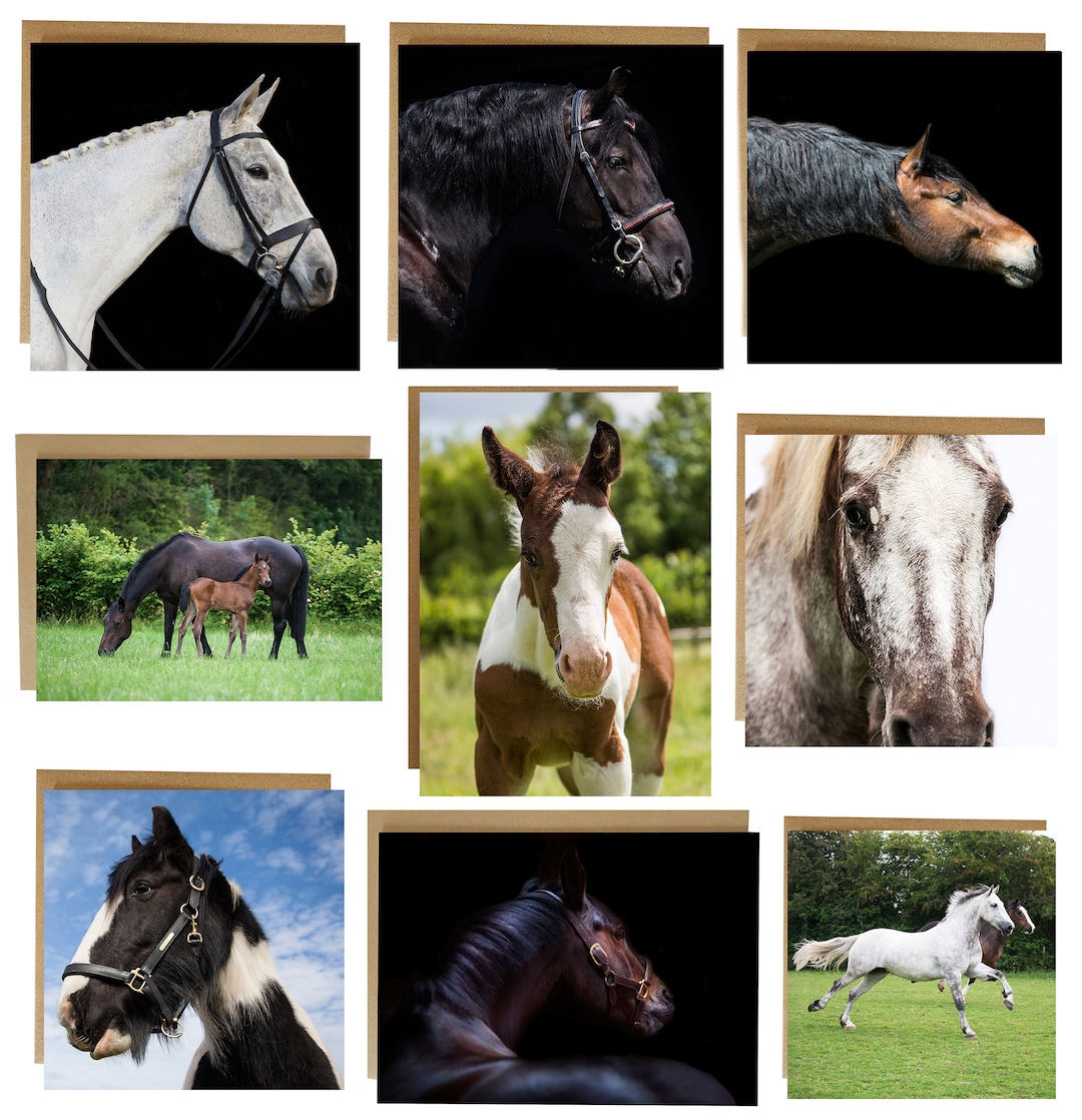 Pack of 5 Horse Greeting Cards - Equestrian Greeting Cards - Horse ...