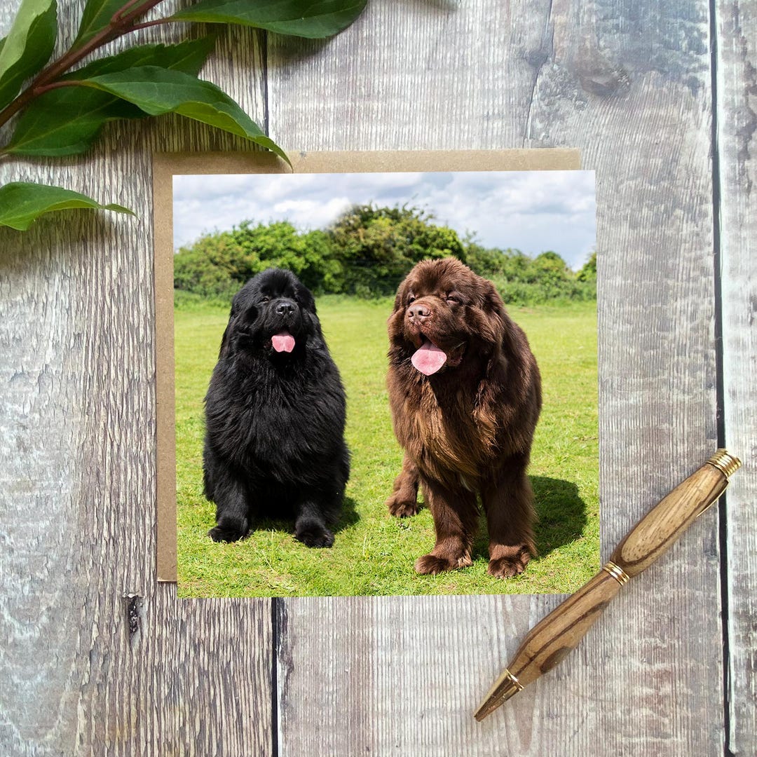 Newfoundland Greeting Card - Dog Birthday Card - Newfoundland Card ...