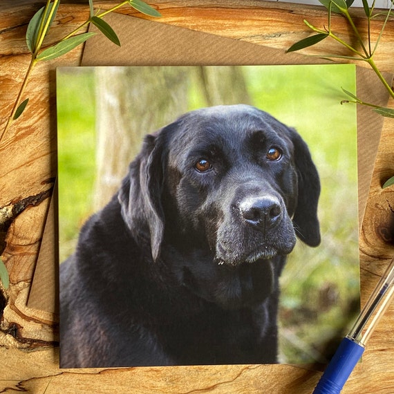 Black Lab Greeting Card Black Labrador Card Blank Inside | Etsy