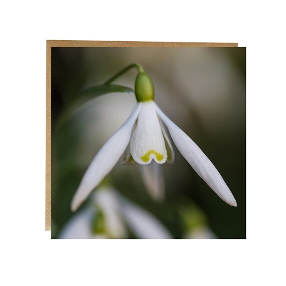 Snowdrop Greeting Card Pretty Snowdrop Card for Birthday or | Etsy
