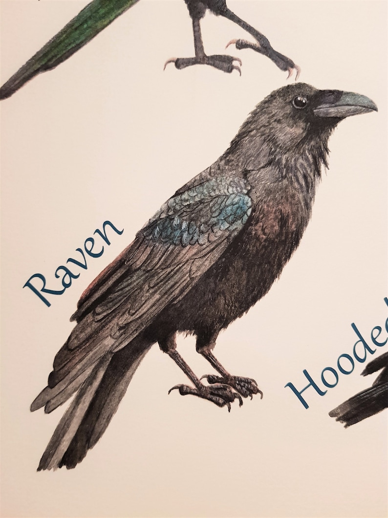 Crows, Raven, Jackdaw, Carrion Crow, Rook, Jay, Magpie, Hooded Crow ...