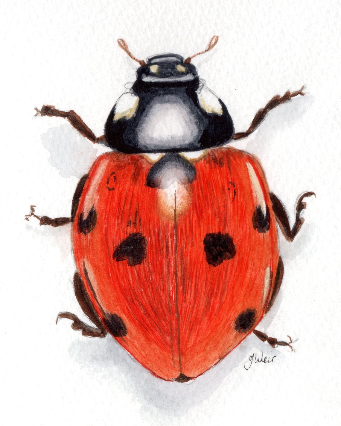 Ladybird Original Watercolour Painting Ladybird ladybird - Etsy Israel