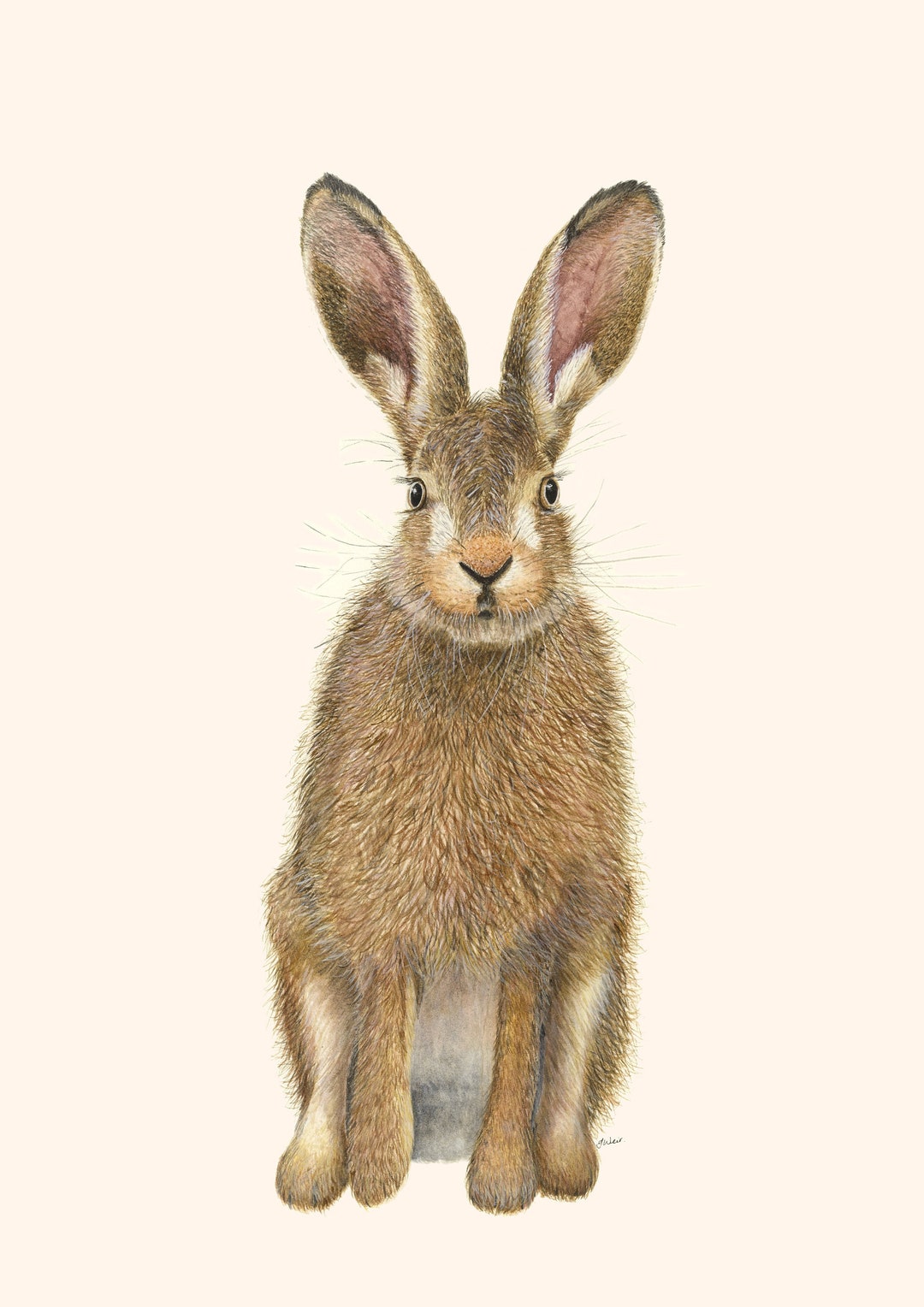 Hare Print - A4 Print - Hare Picture - Hare Painting - Jackrabbit ...