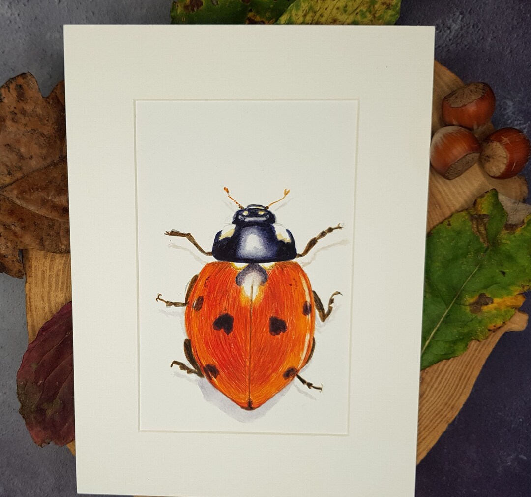 Ladybird Original Watercolour Painting - Ladybird -ladybird Watercolour ...