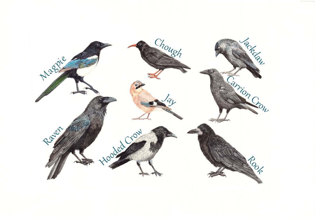 Crow Illustration Print - Corvid Species - A3 Print - British Corvids ...