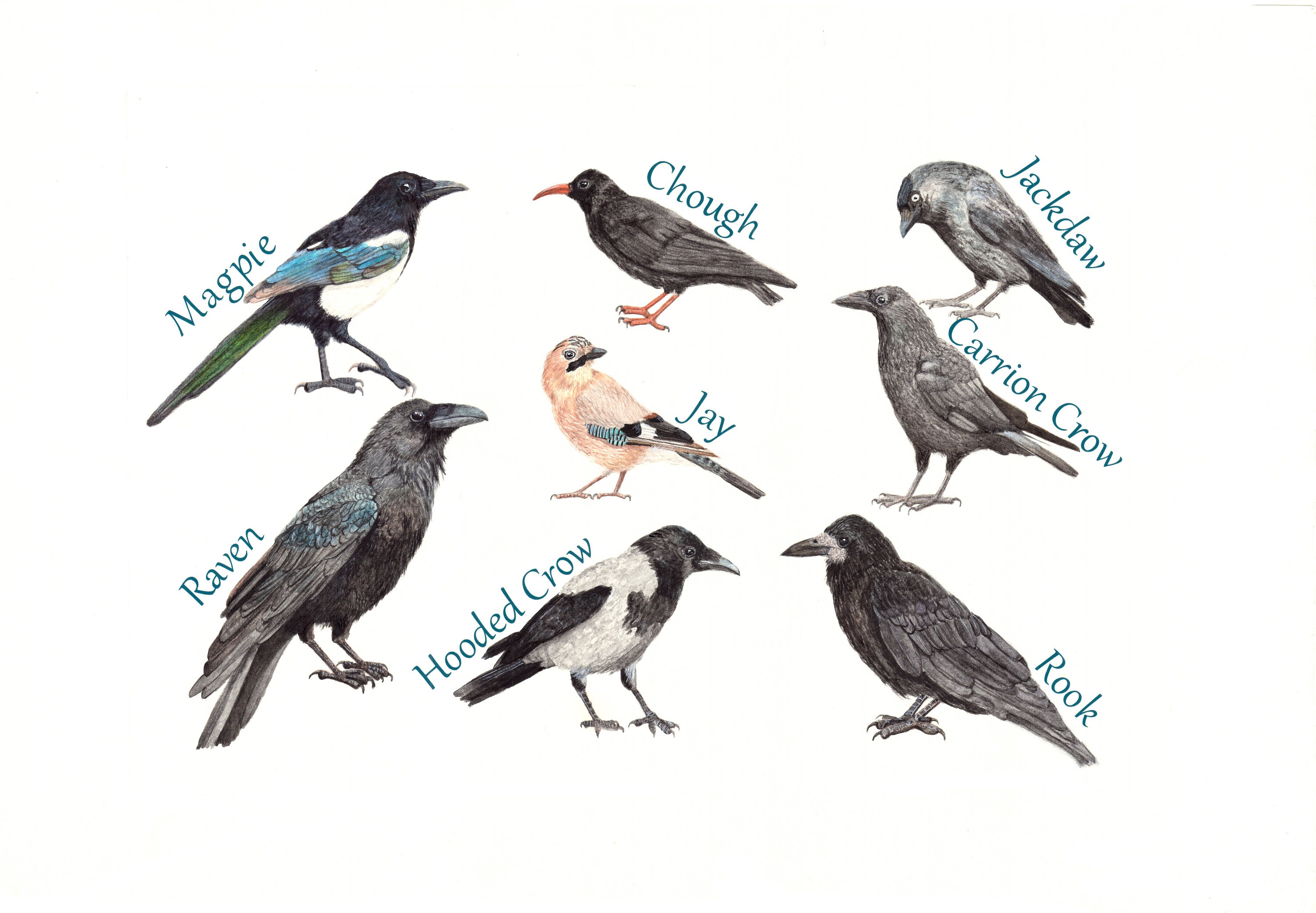 Crow Species