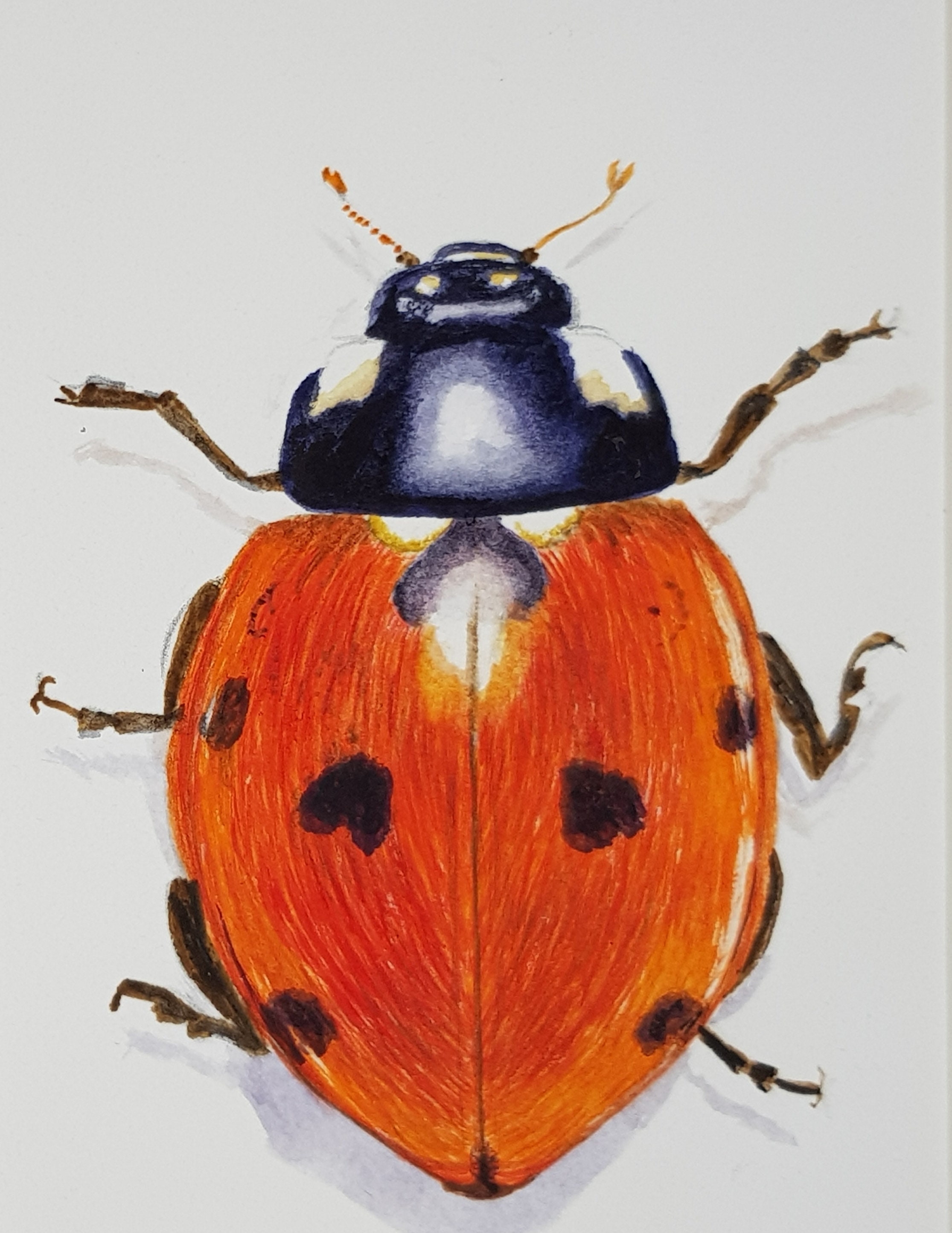Ladybird Original Watercolour Painting Ladybird ladybird Watercolour ...