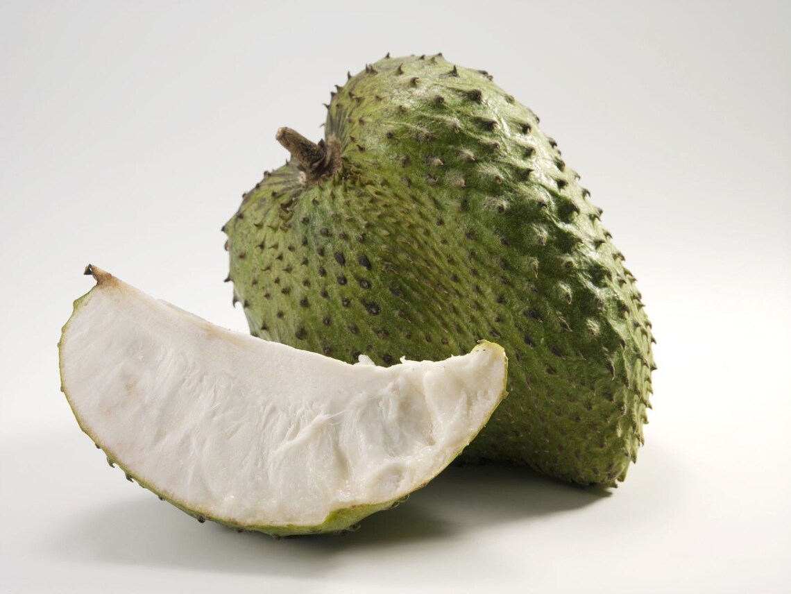 Graviola Tea Mega Pack 100 Bags Soursop Annona Muricata | Etsy