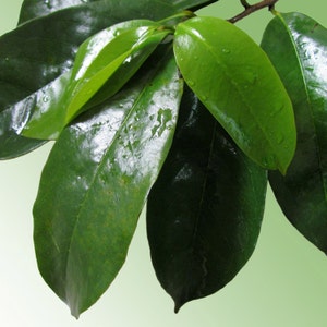 Graviola Tea Mega Pack (100 Bags) Soursop - in Resealable Zip Pouch - Etsy