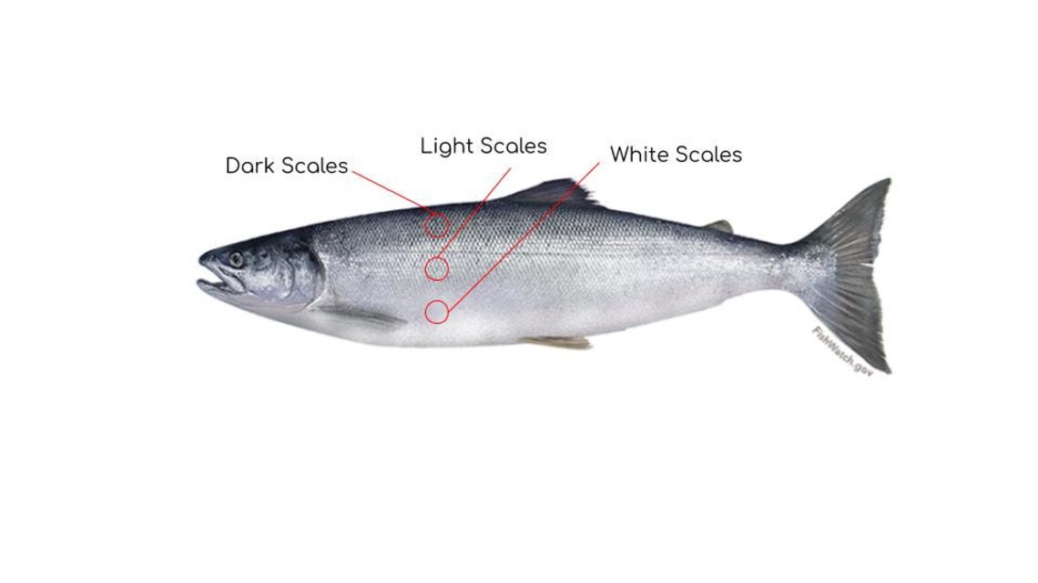 Salmon Scale Tear Drop Dangle Earrings | Etsy