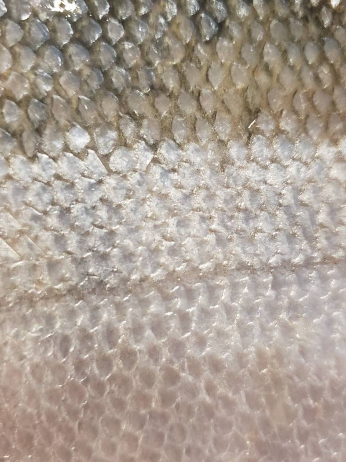 Salmon Scale Tear Drop Dangle Earrings | Etsy