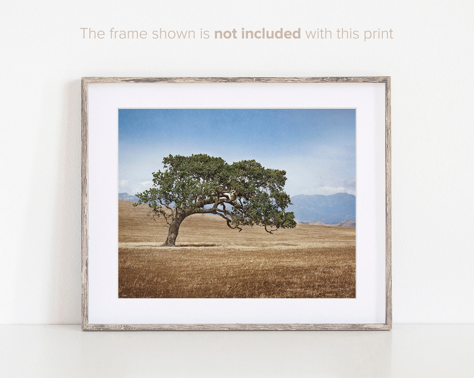 Oak Tree Photography